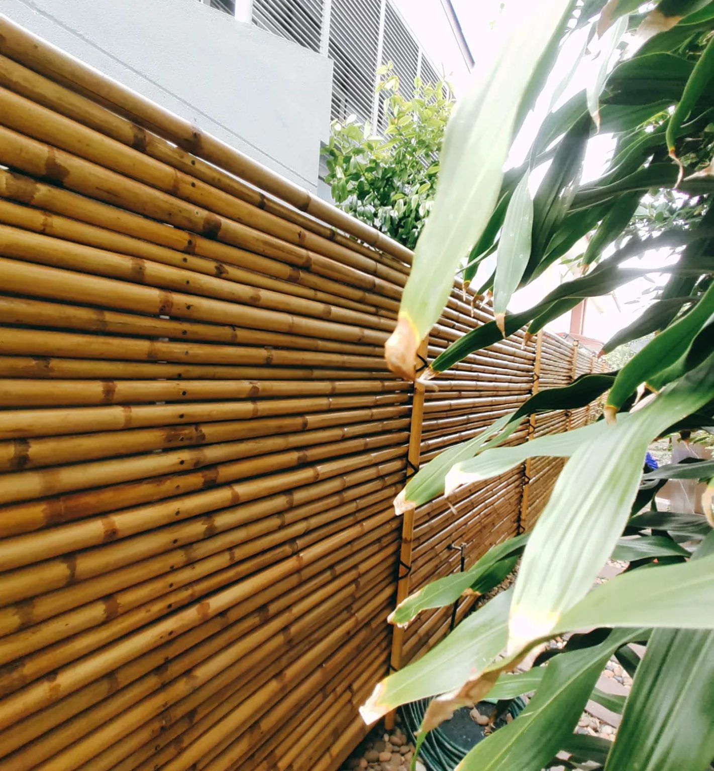 34 Beautiful "Bamboo Fence" Ideas for Privacy and Aesthetic
